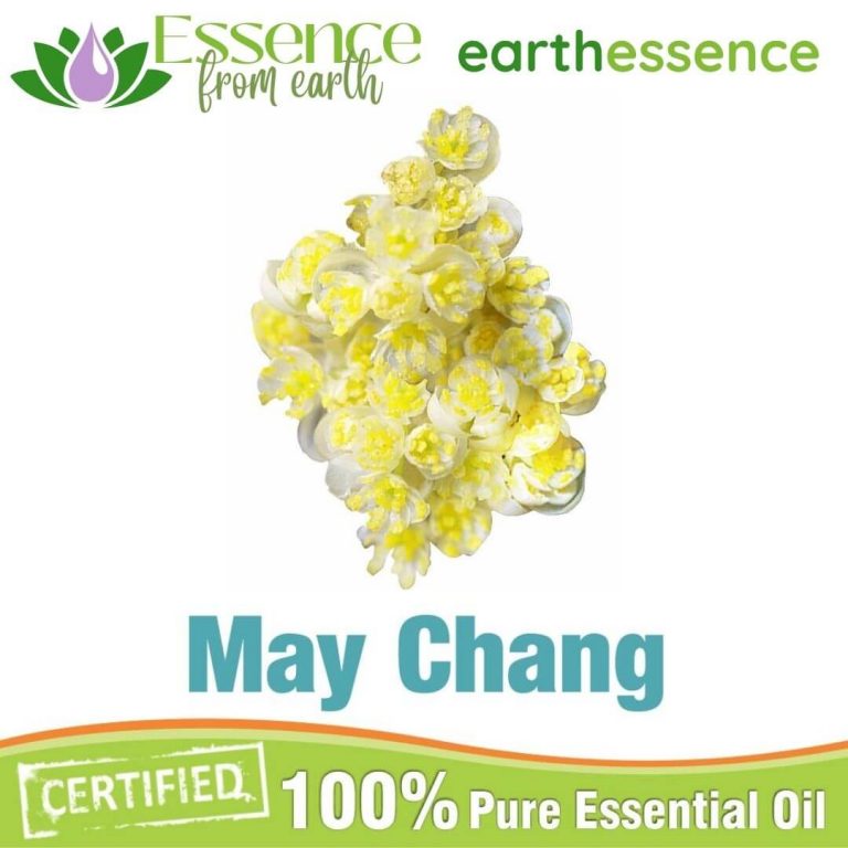 May Chang Essential Oil – Essence From Earth