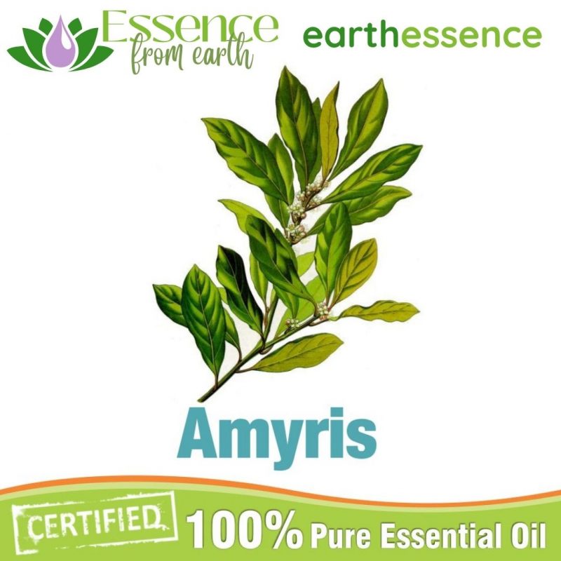 Amyris Essential Oil – Essence From Earth