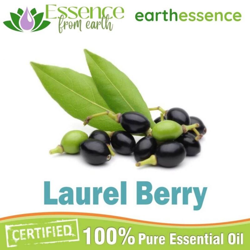 Laurel Berry Essential Oil – Essence From Earth