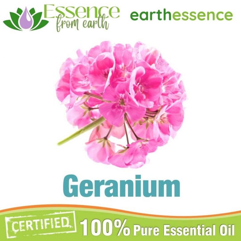 Geranium Essential Oil – Essence From Earth